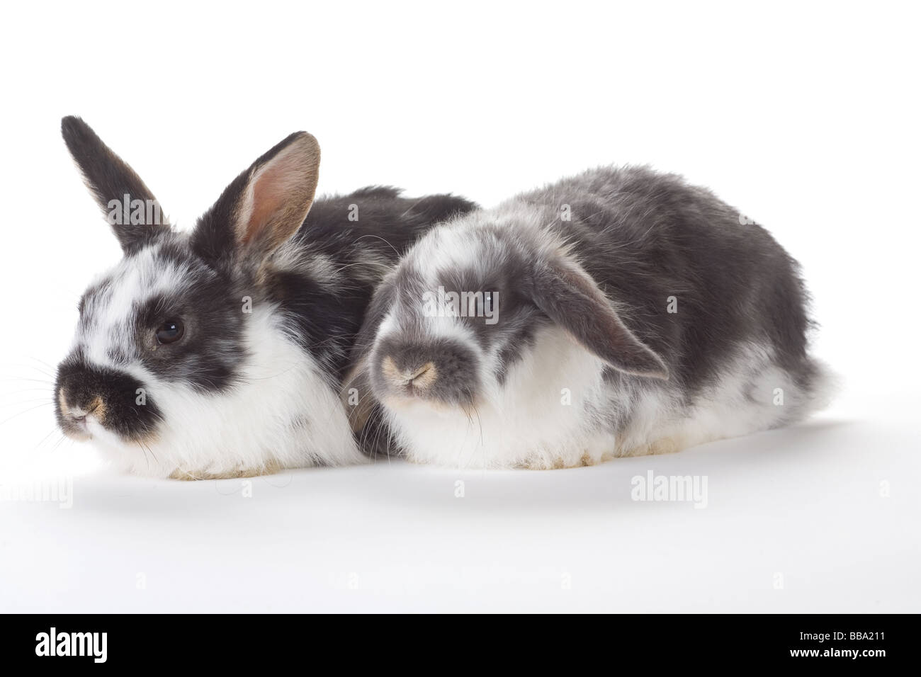 two bunny isolated on white Stock Photo - Alamy