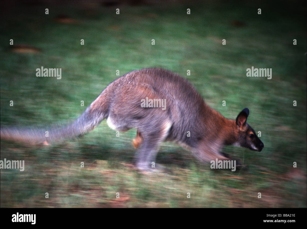 Kangaroo running with the background blurred Stock Photo - Alamy