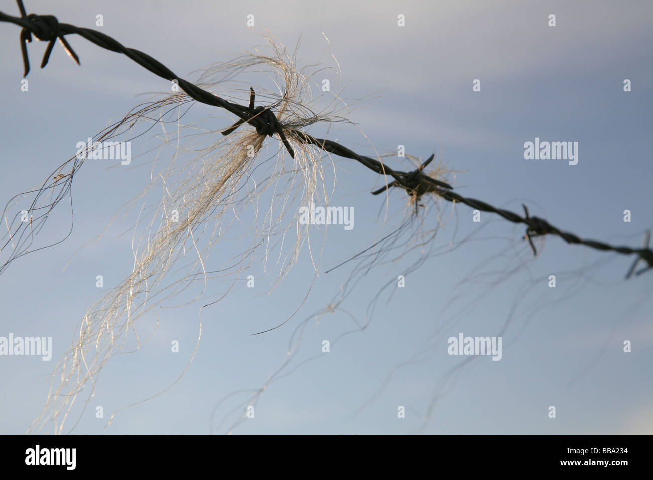 Sheep wool caught on barbed wire hi-res stock photography and images ...