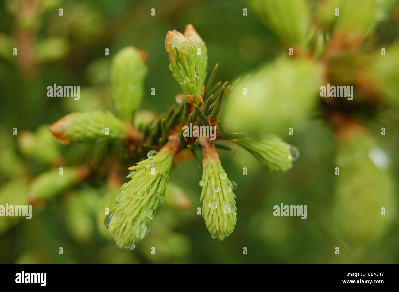 new growth on a fir tree Stock Photo - Alamy