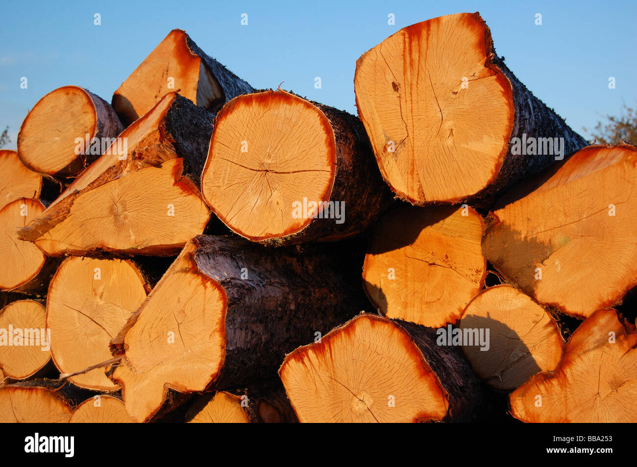 Stacks birch hi-res stock photography and images - Alamy