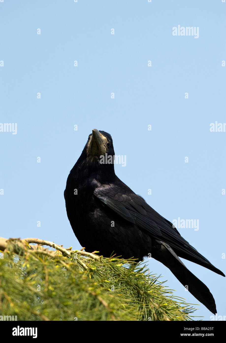 Rook bird hi-res stock photography and images - Alamy