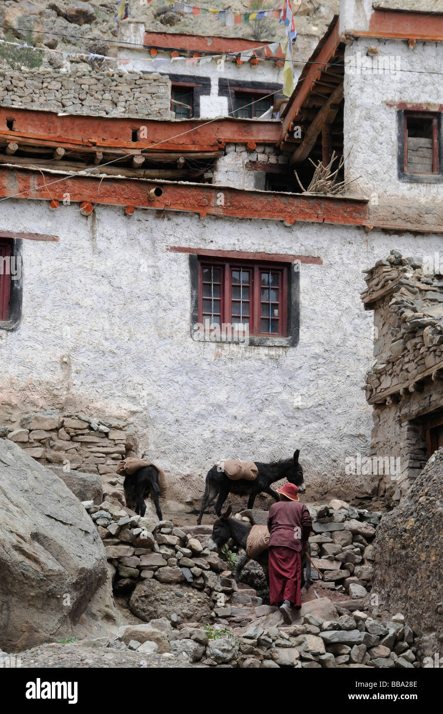 Monk pushing donkey with building sand in the upper part of the Hemis ...