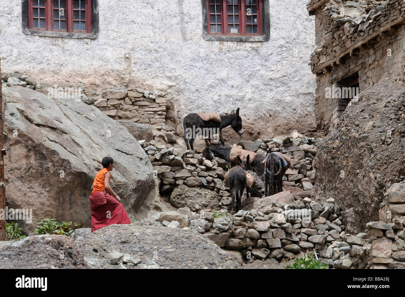 Monk pushing donkey with building sand in the upper part of the Hemis ...