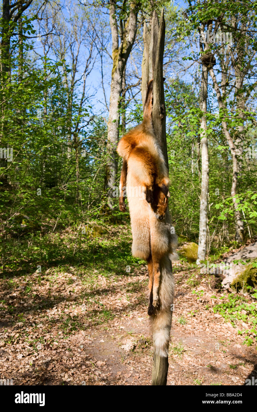 Red fox fur hanging on a tree trunk after fox hunting Stock Photo - Alamy