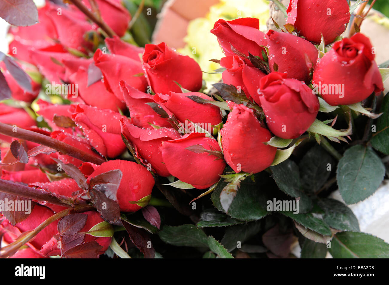 Stack of Red roses at Tay Ho flower market, Hanoi, vietnam Stock Photo ...