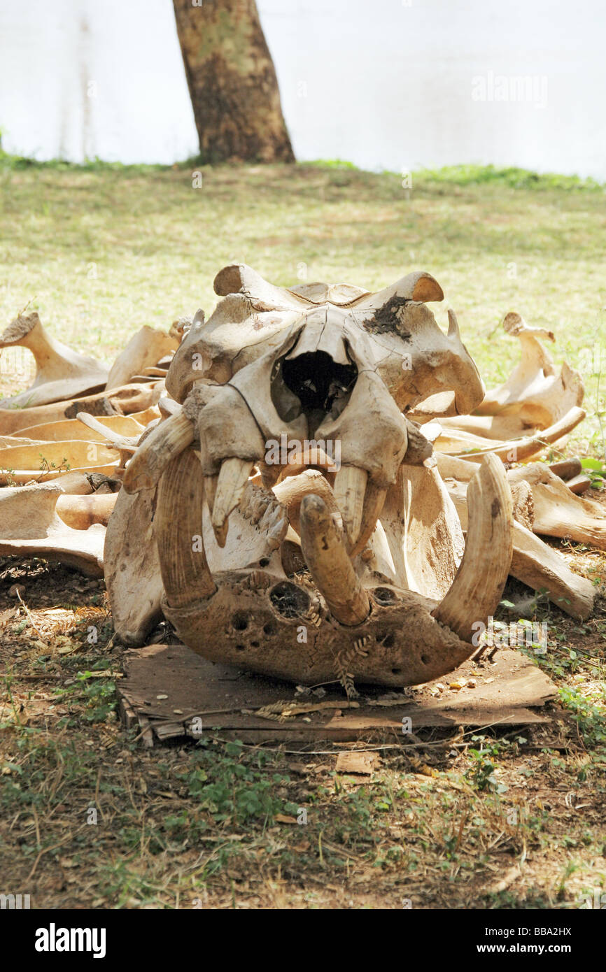 A hippo skeleton in the grounds of Ziwani tented lodge Tsavo National ...