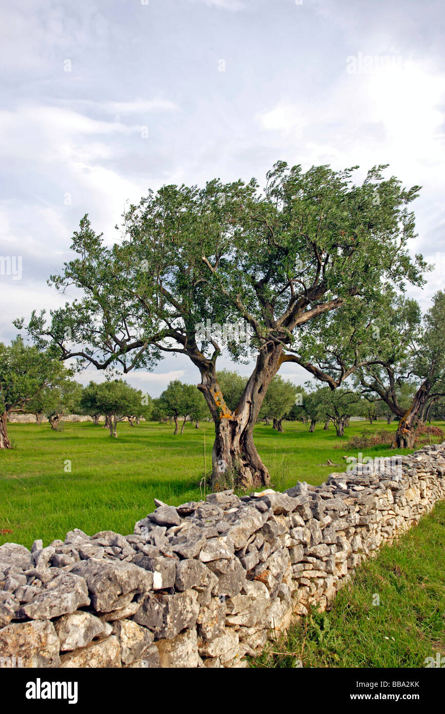 Olive trees in grove, Istria, Croatia Stock Photo - Alamy