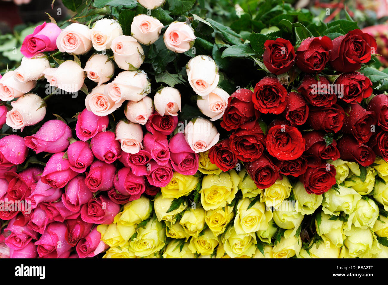 Stack of different roses at Tay Ho flower market, Hanoi, vietnam Stock ...