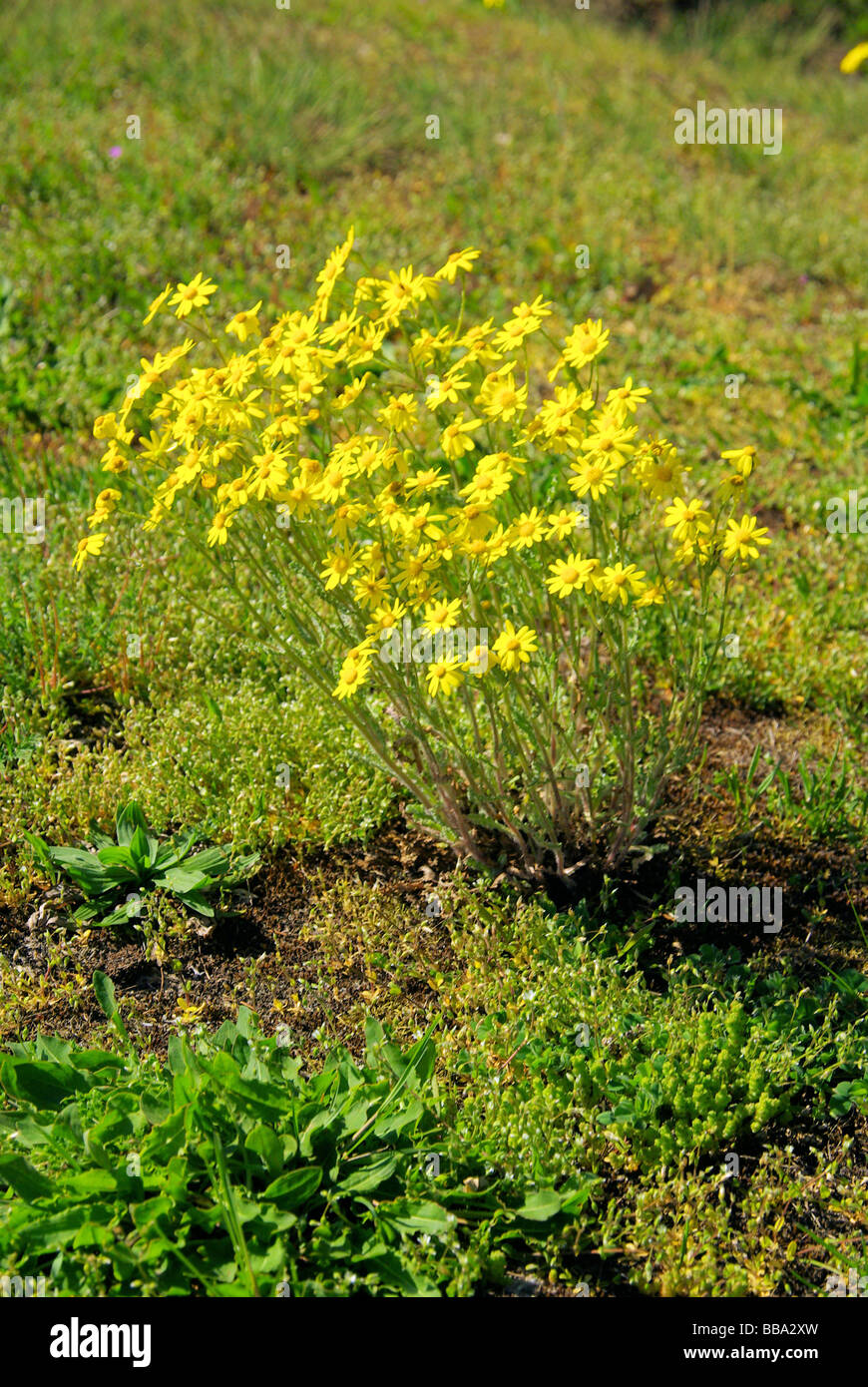 Groundsel hi-res stock photography and images - Alamy