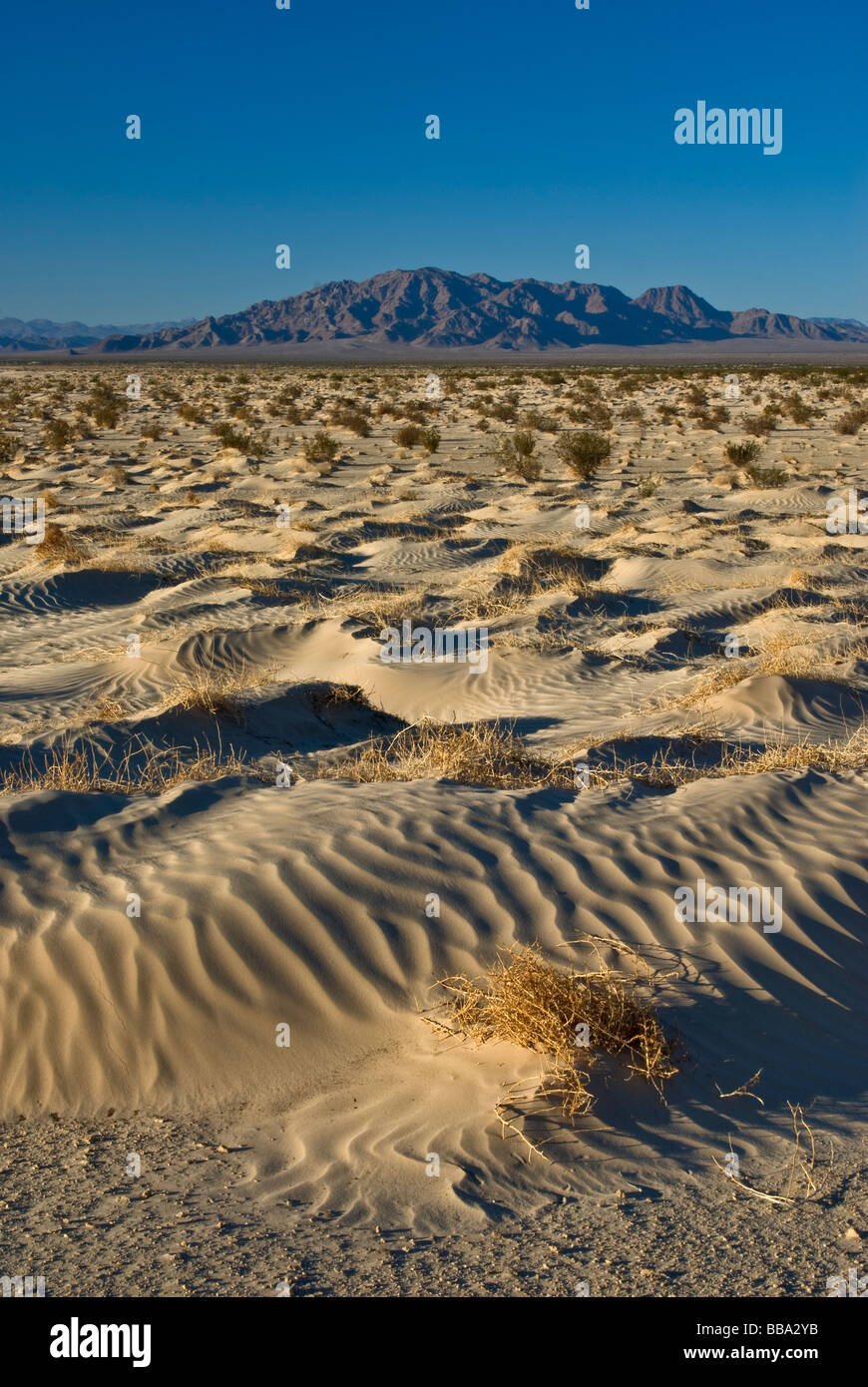 Cadiz Dunes at sunset, Mojave Trails National Monument, Mojave Desert ...
