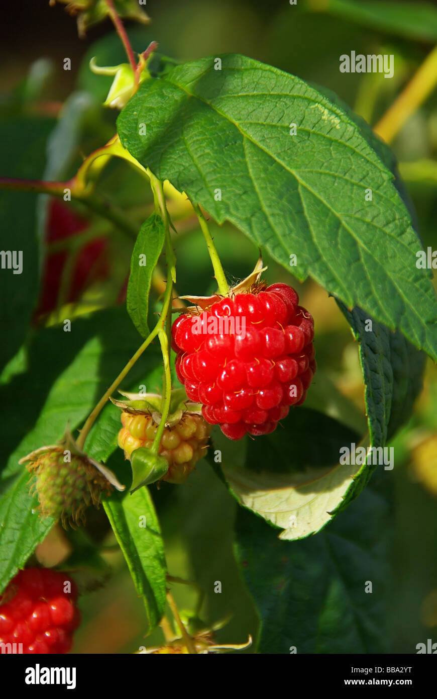 Color raspberry hi-res stock photography and images - Alamy