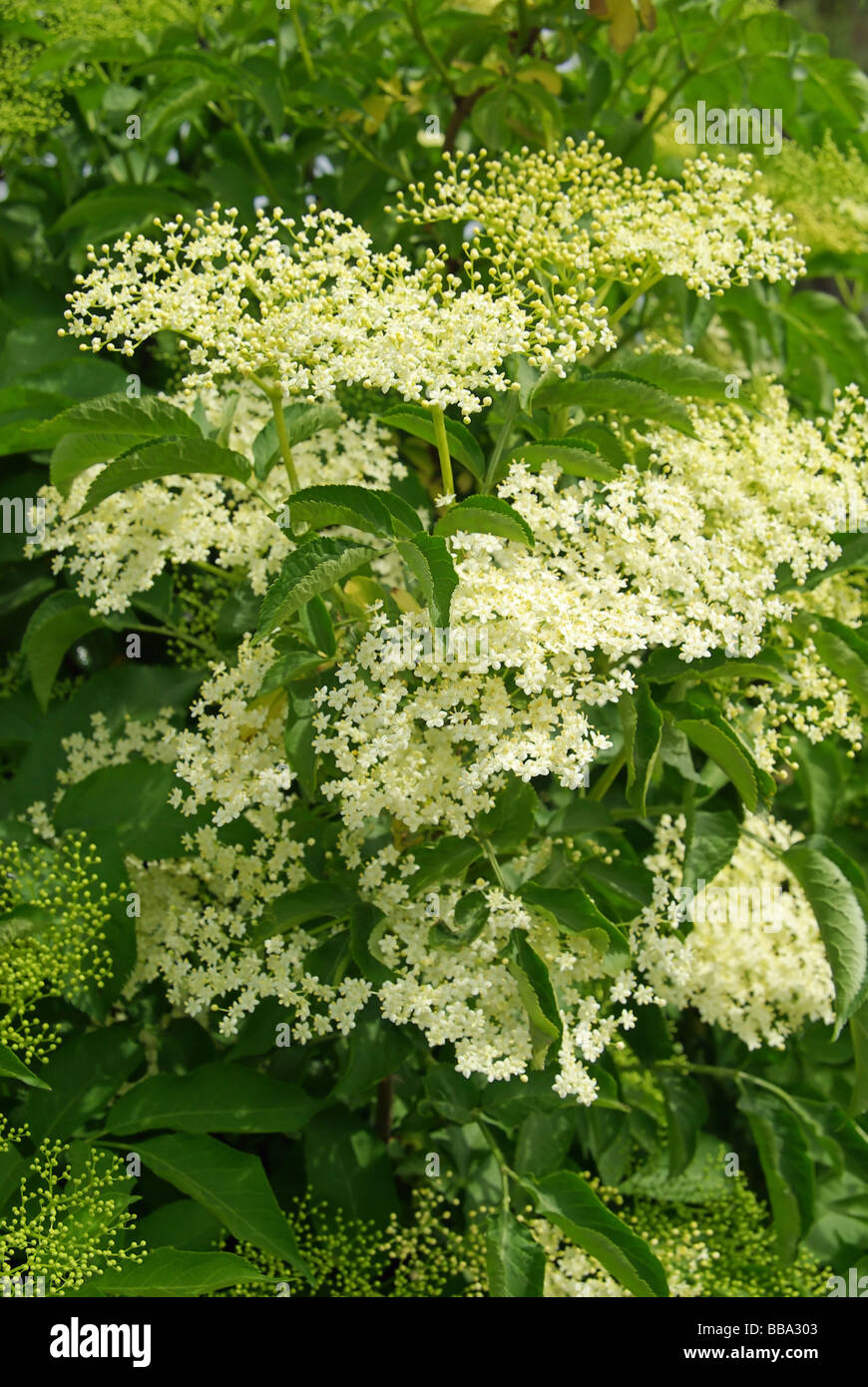 Holunder Blüte elder flower 05 Stock Photo - Alamy