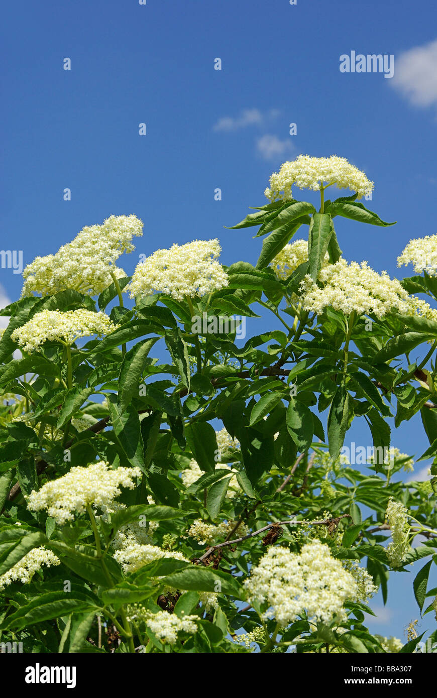 Holunder Blüte elder flower 07 Stock Photo - Alamy