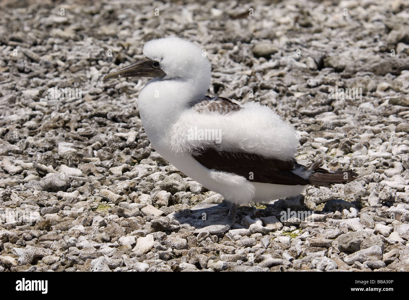 Immature Masked Booby Sula dactylatra Clipperton Island France Mexico ...