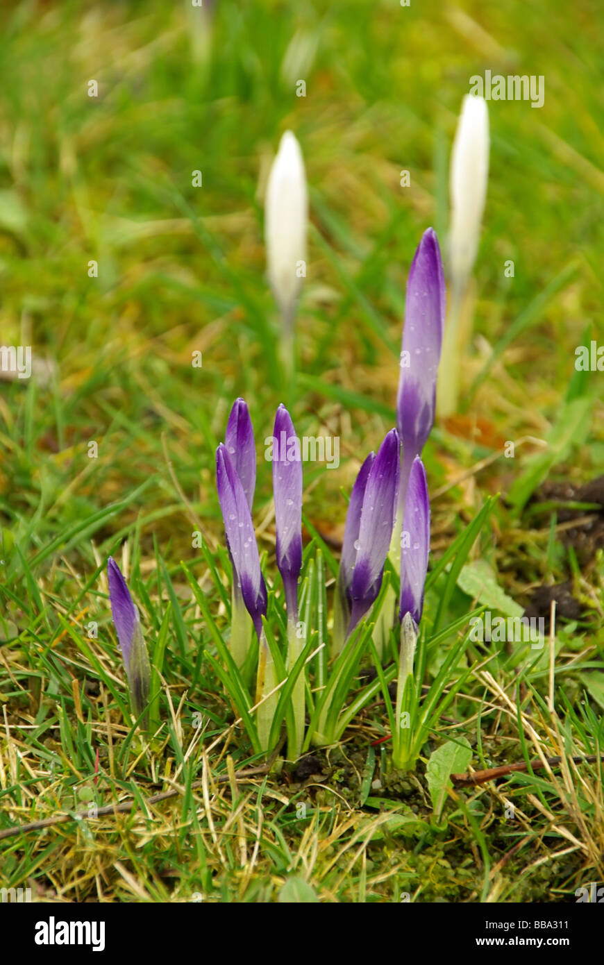 Krokus crocus 37 Stock Photo - Alamy