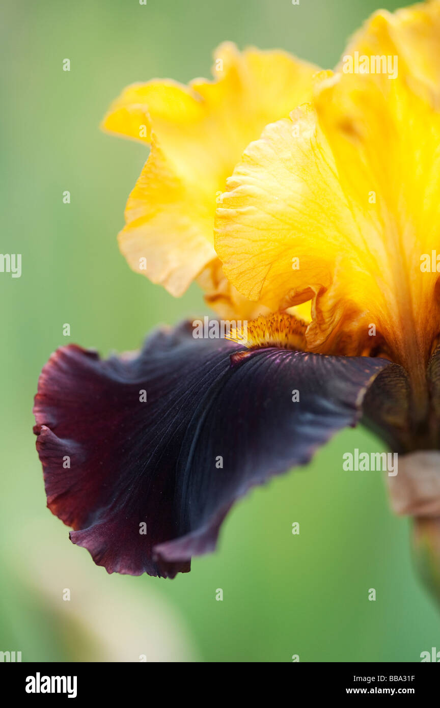 Tall bearded iris 'Dwight enys' flower Stock Photo - Alamy