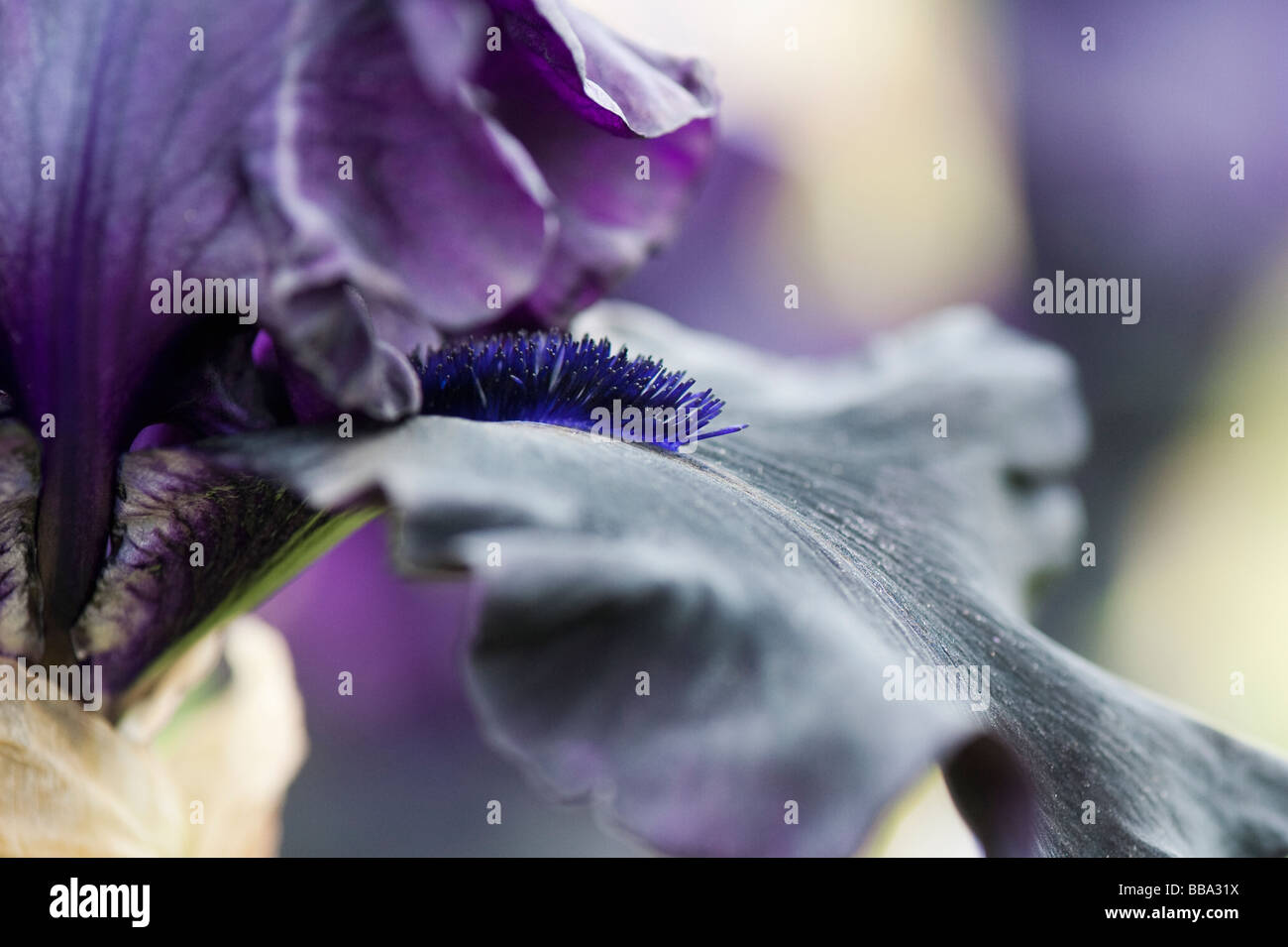 Bearded iris 'hello darkness' flower Stock Photo - Alamy