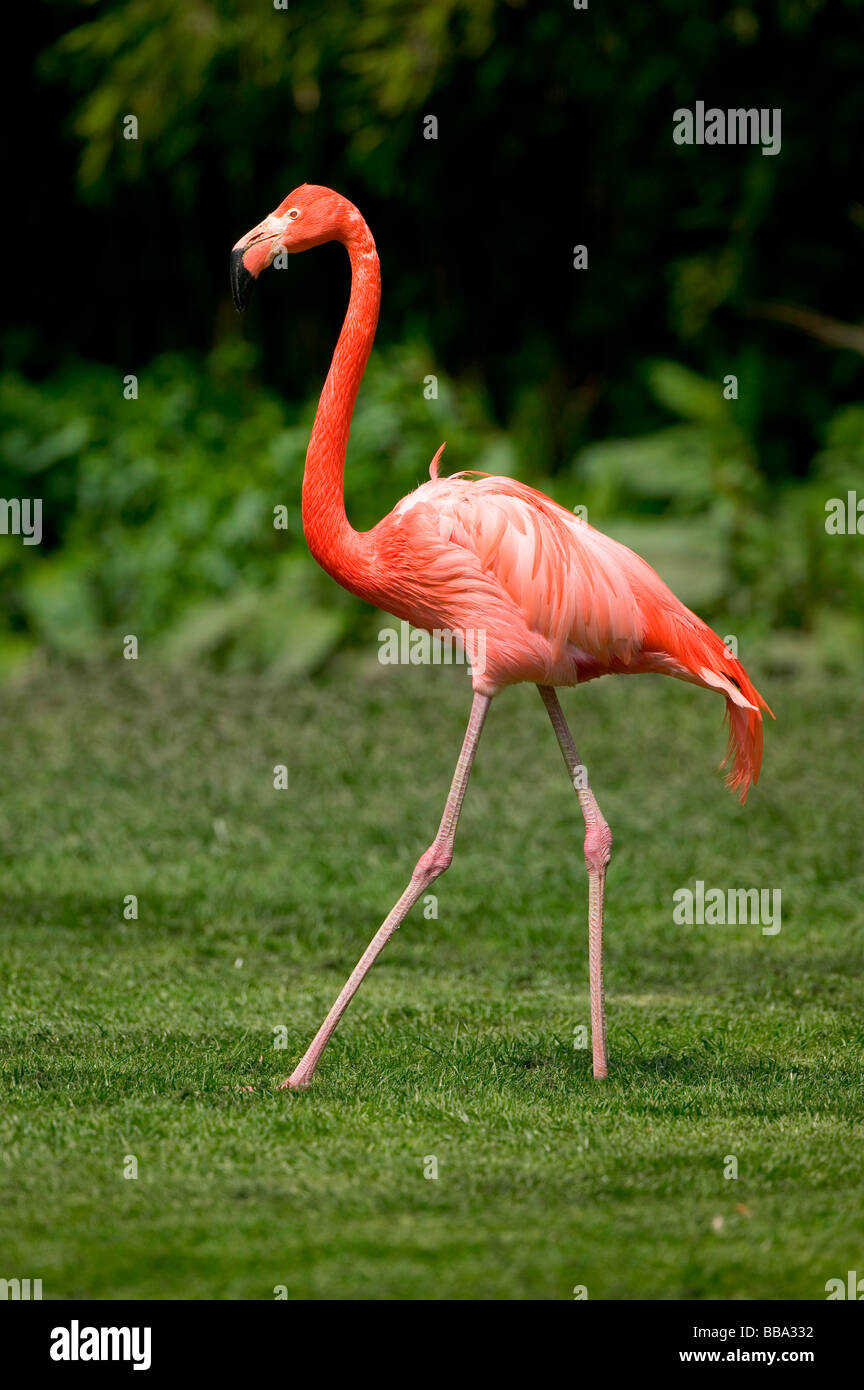 Full length profil hi-res stock photography and images - Alamy
