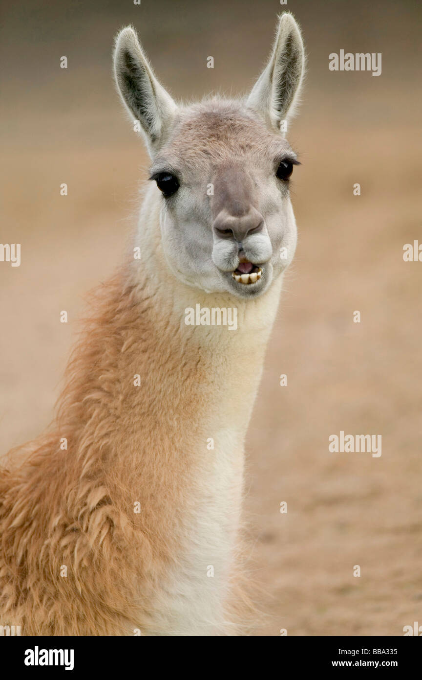 Guanaco (Lama guanicoe Stock Photo - Alamy