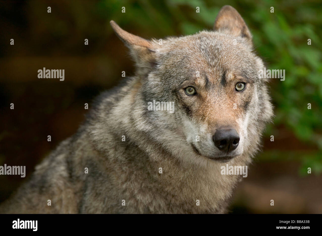 Timber wolf animal photos hi-res stock photography and images - Alamy