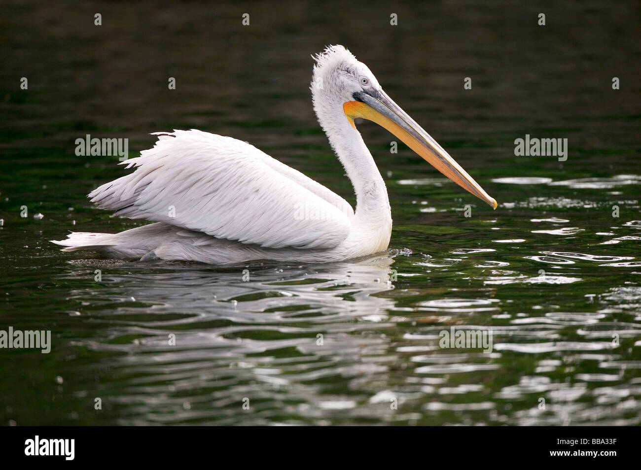 Pelican in full profile hi-res stock photography and images - Alamy