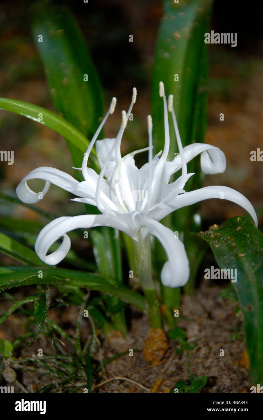 White flower, lily (Liliaceae), Ceylon, Sri Lanka, South Asia, Asia ...