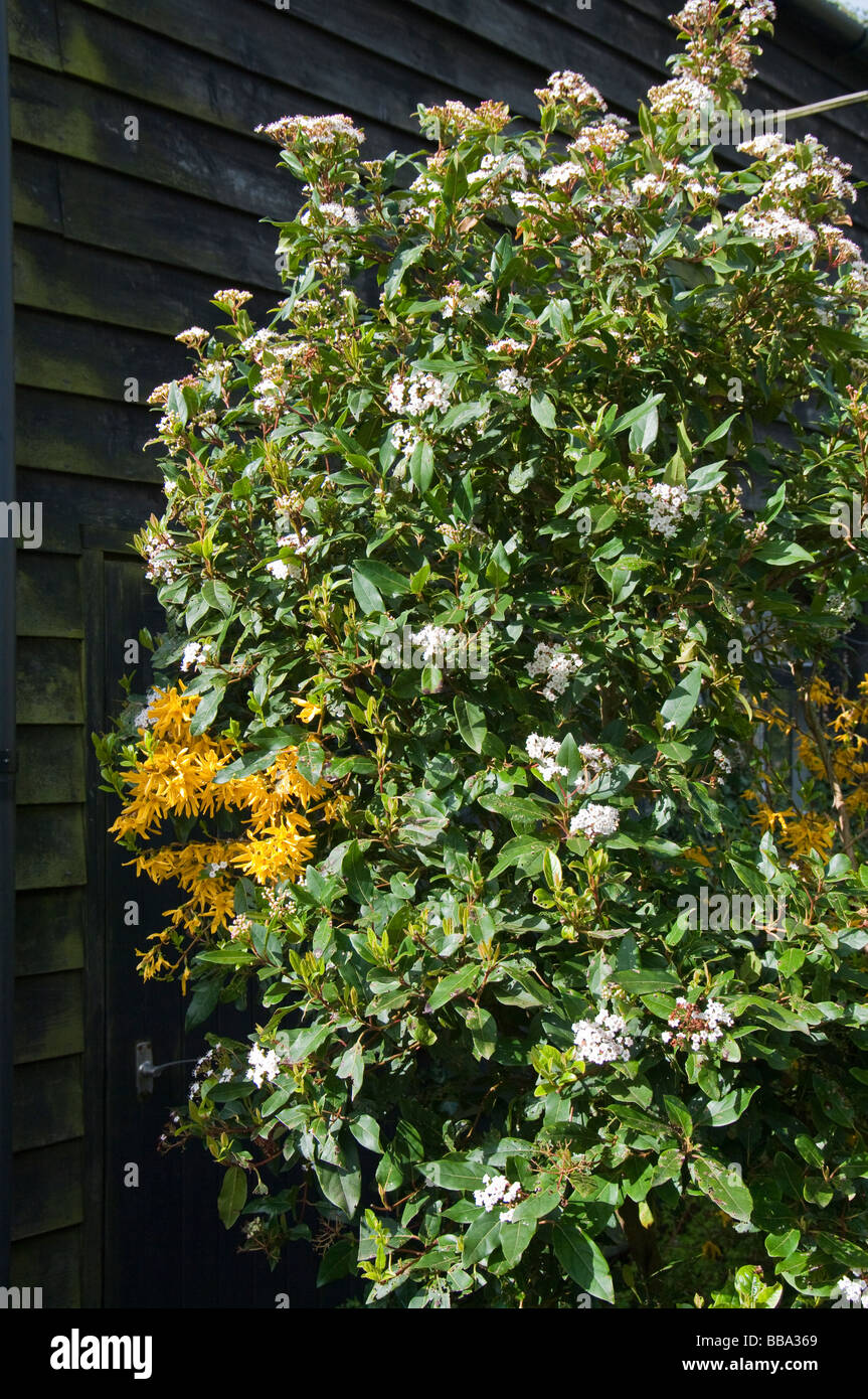 Choisya uk hi-res stock photography and images - Alamy