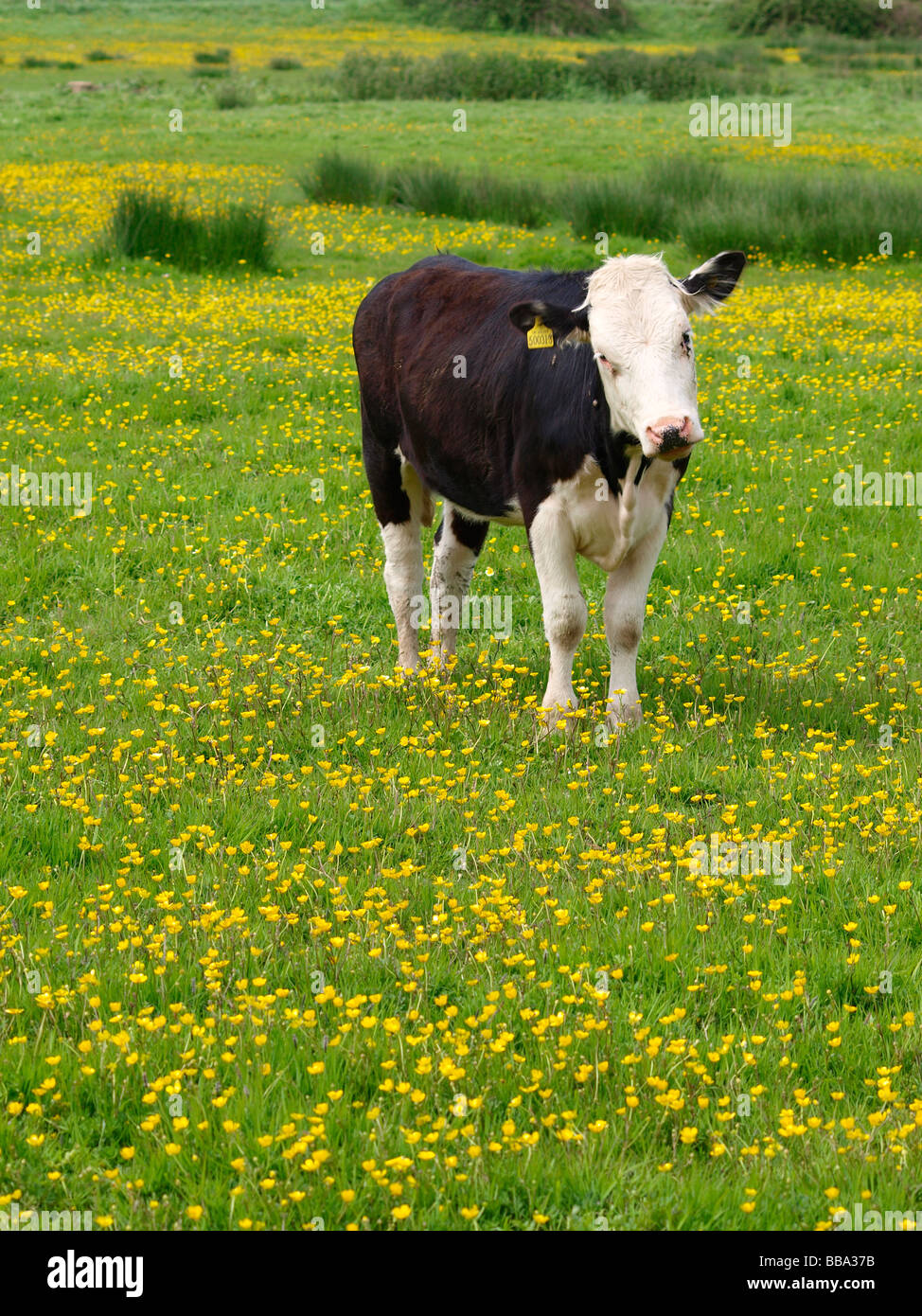 Bullock in a field full of buttercups with his head on one side Stock ...