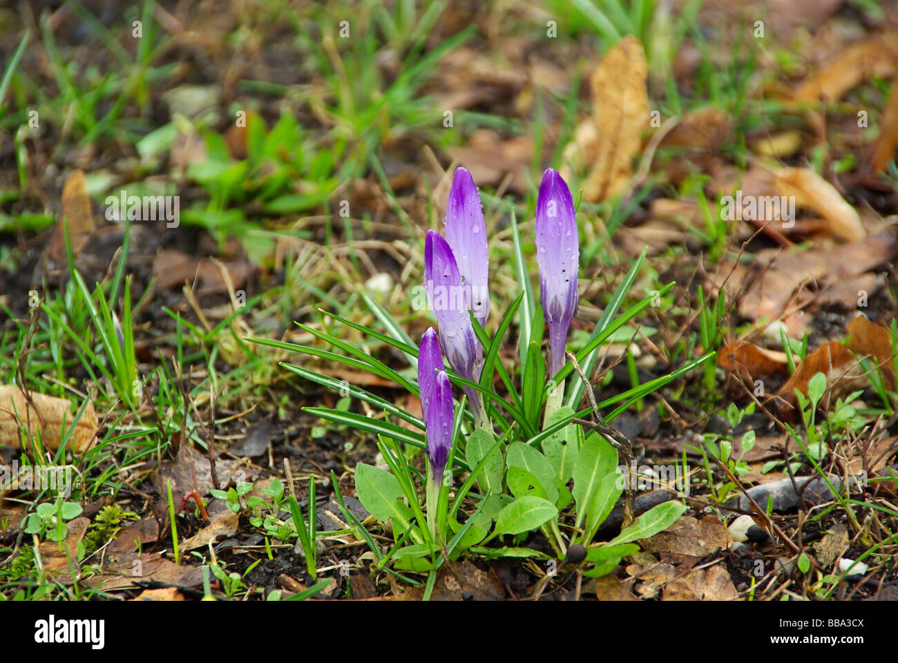 Weiss krokus hi-res stock photography and images - Alamy