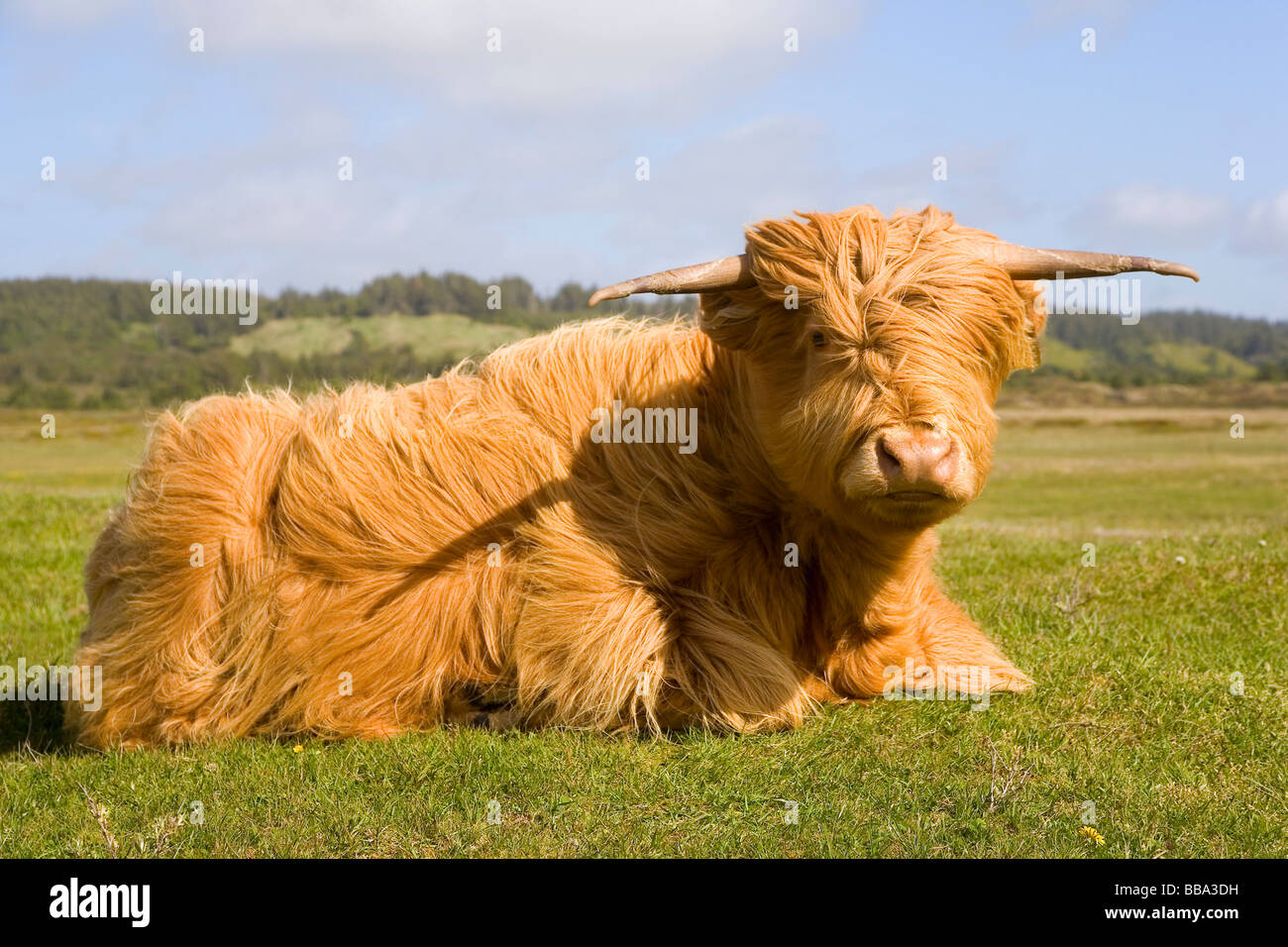 Meat breeding hi-res stock photography and images - Alamy