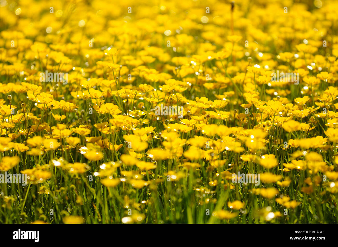 A close up shot of a large patch of yellow meadow buttercup flowers in ...