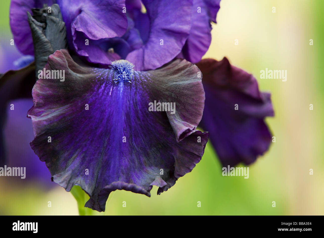 Whats my line hi-res stock photography and images - Alamy