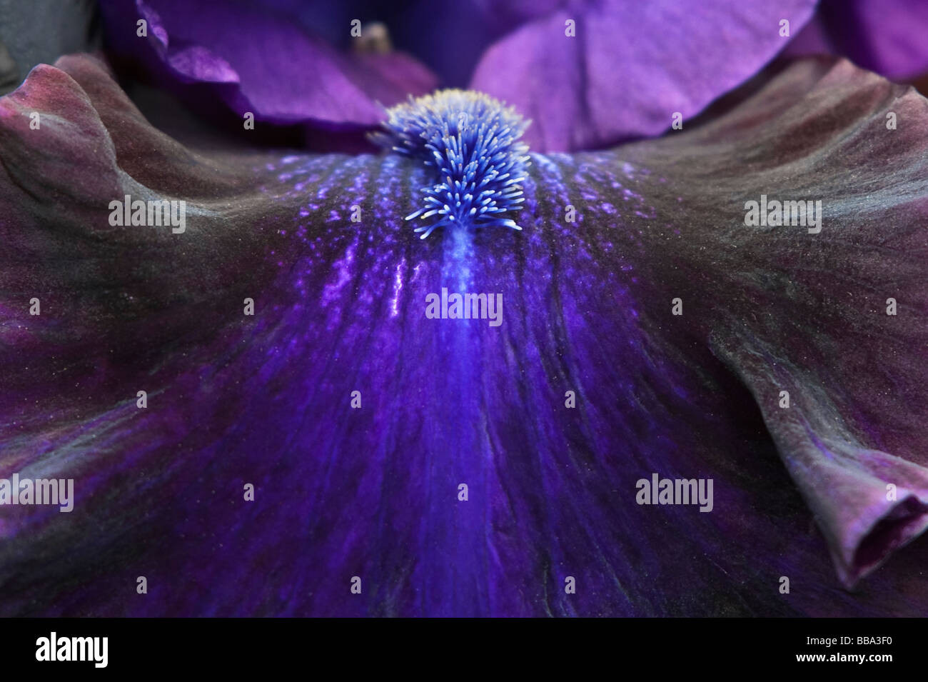 Whats my line hi-res stock photography and images - Alamy