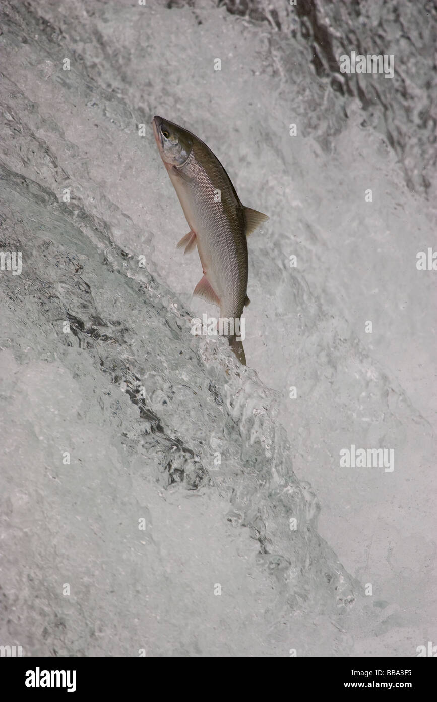 Sockeye Salmon jumping up waterfall to spawn Oncorhynchus nerka Katmai ...