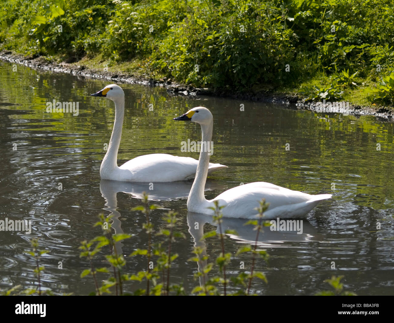 Bewick Swans, at Peace Stock Photo - Alamy