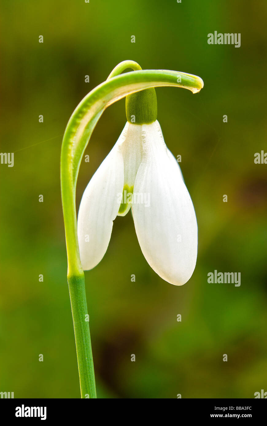 Snowdrop varieties hi-res stock photography and images - Alamy