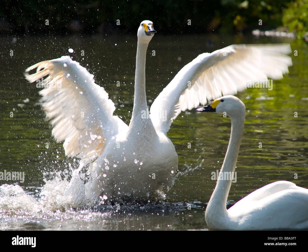 Bewick Swans High Resolution Stock Photography and Images - Alamy