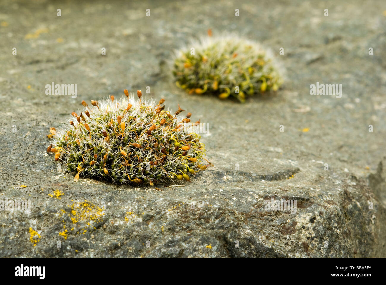 Round moss patches with seed vessels Stock Photo - Alamy