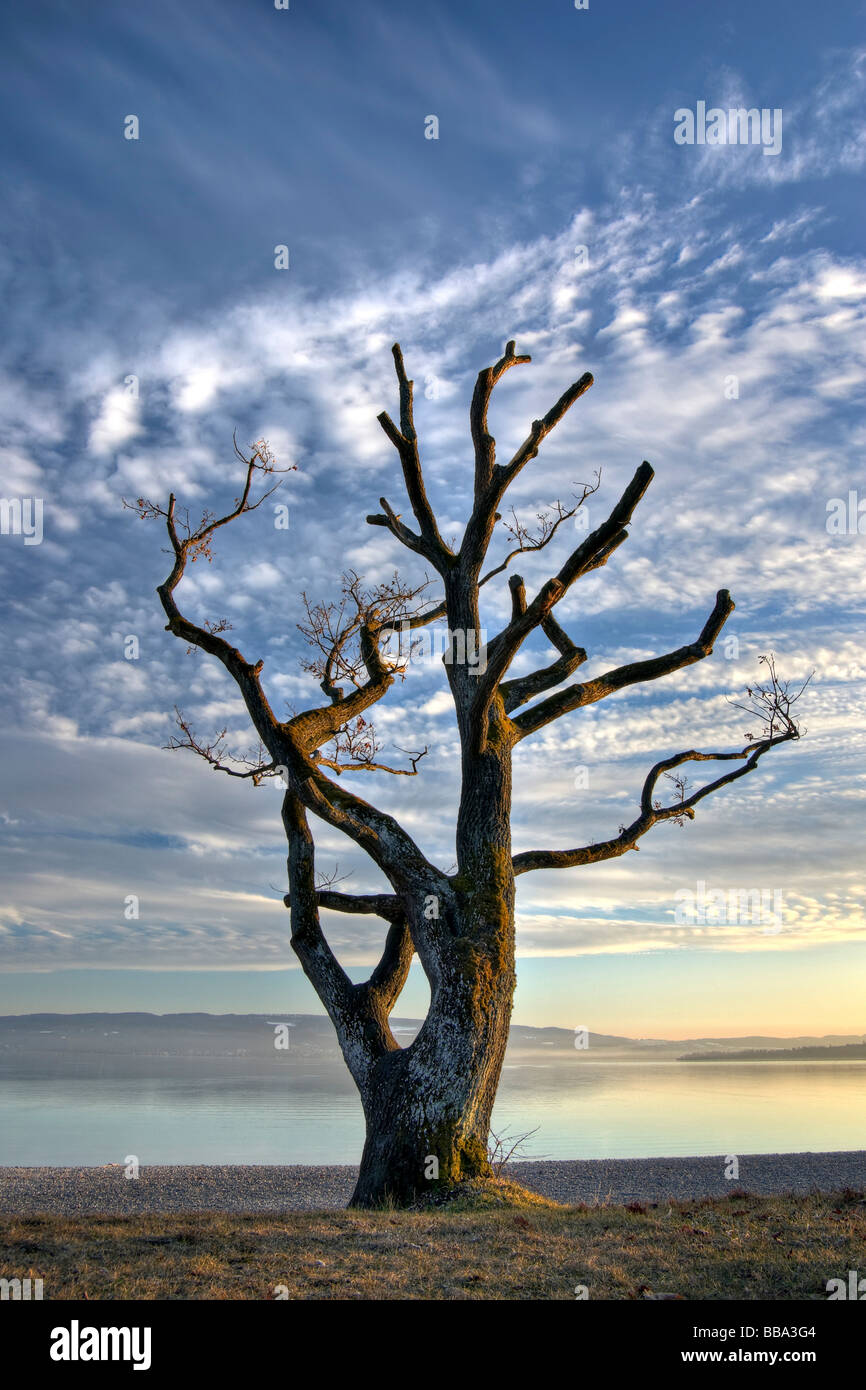 Gnarly old tree hi-res stock photography and images - Alamy