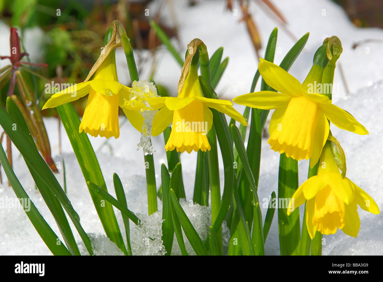 Osterglocke daffodil 14 Stock Photo - Alamy