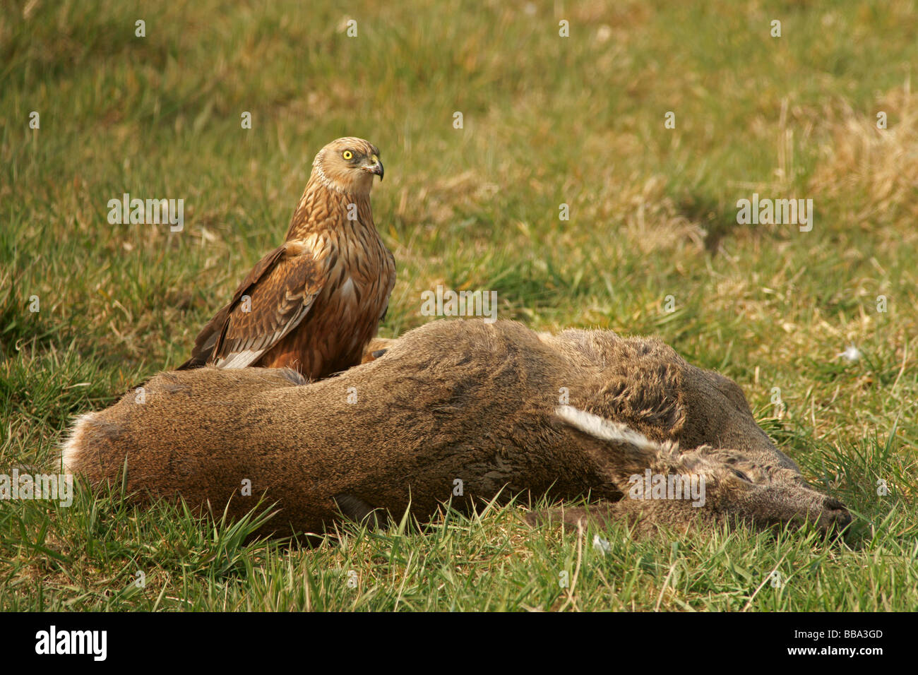 Red Kite (Milvus milvus) at dead deer Stock Photo - Alamy