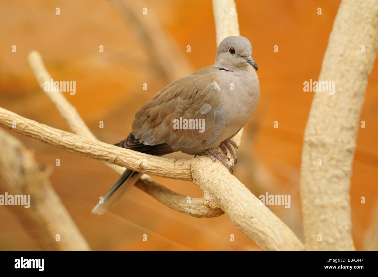 Collared dove hi-res stock photography and images - Alamy