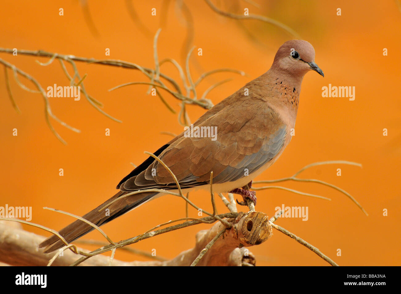 Laughing Dove (Streptopelia senegalensis), the Al Ain Zoo, Al Ain, Abu ...