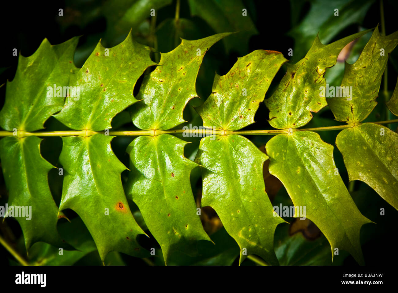 Plant abstract hi-res stock photography and images - Alamy