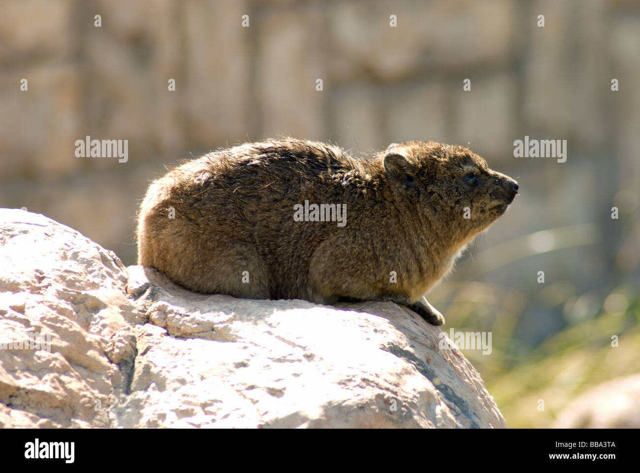 A Rock Hyrax, known locally as a 'Dassie' in the Elephant Park near ...