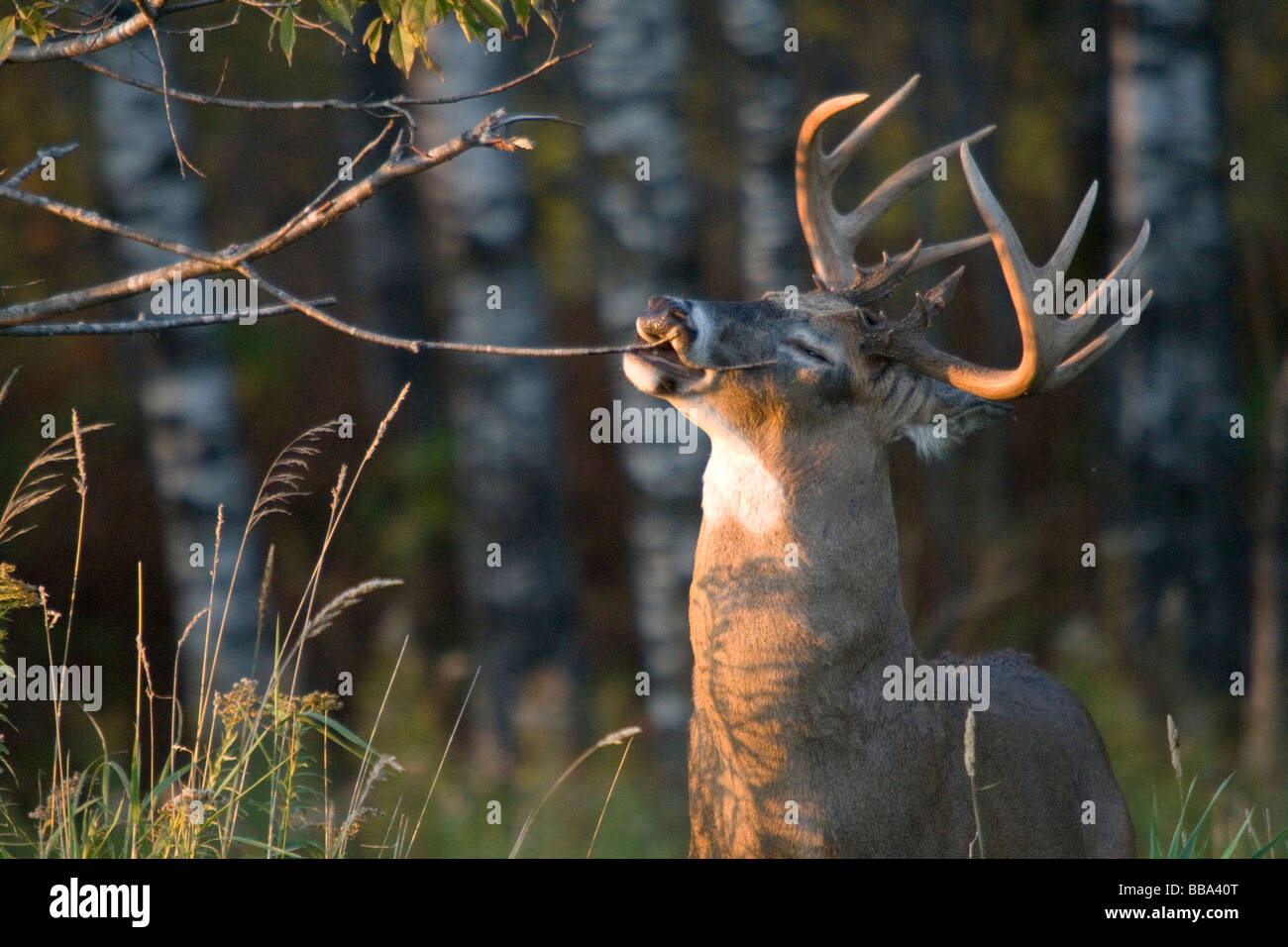 White-tailed buck working a licking branch Stock Photo - Alamy