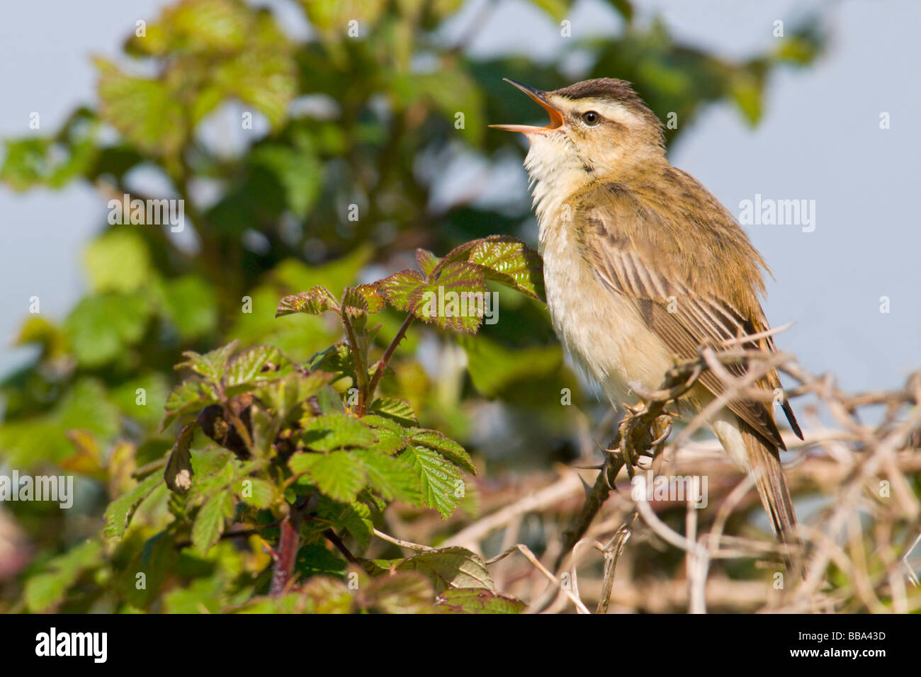 Warbler birds hi-res stock photography and images - Alamy