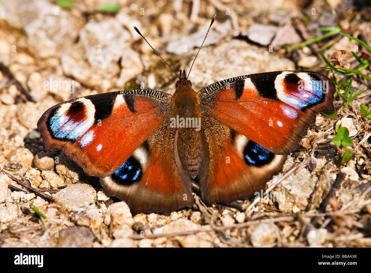 European peacock butterfly hi-res stock photography and images - Alamy