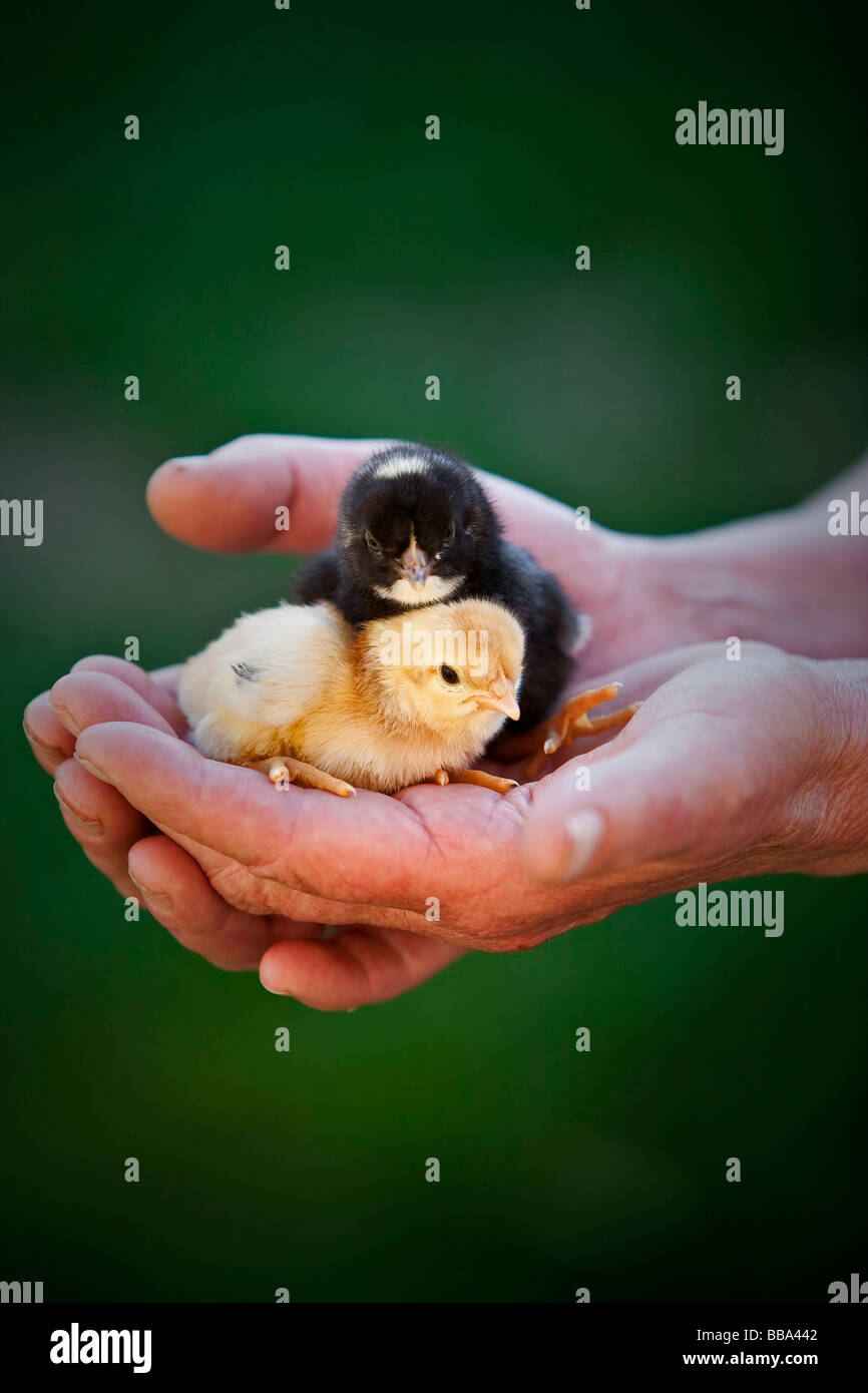 Vögel bird birds tier tiere jungvoegel kueken chicks hi-res stock ...